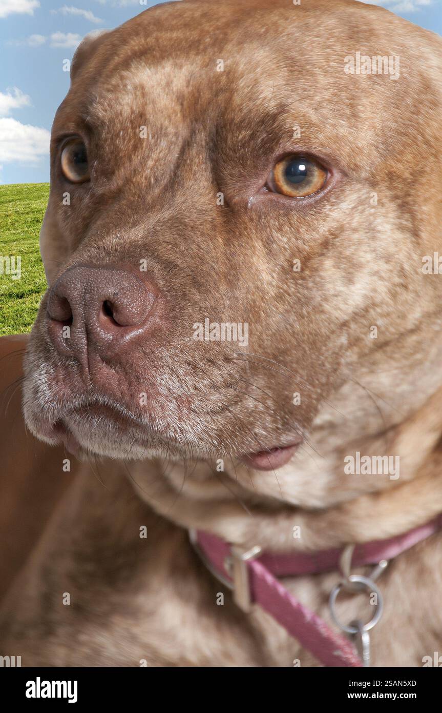 Very cute little Pit Bull Terrier mix dog Stock Photo - Alamy