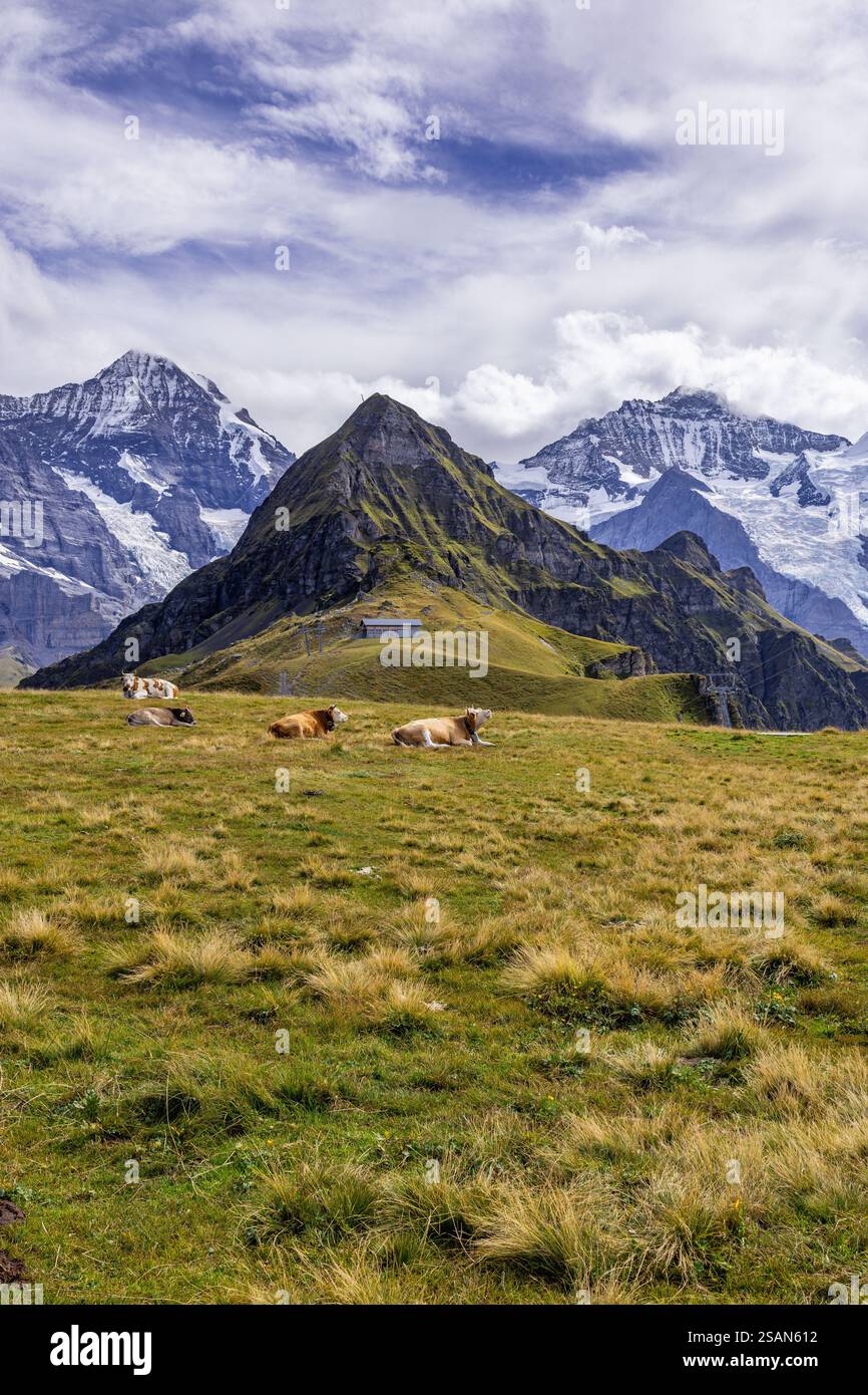 The Swiss Alps, a breathtaking mountain range nestled in the heart of ...