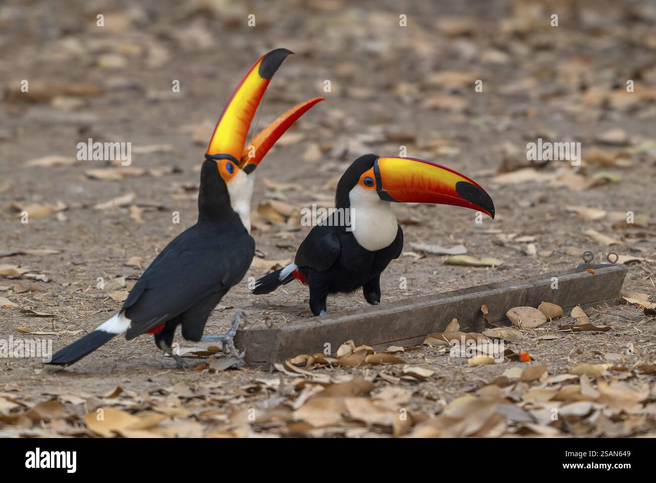 Giant toucan (Ramphastos toco), 2 animals, Pantanal, inland, wetland ...