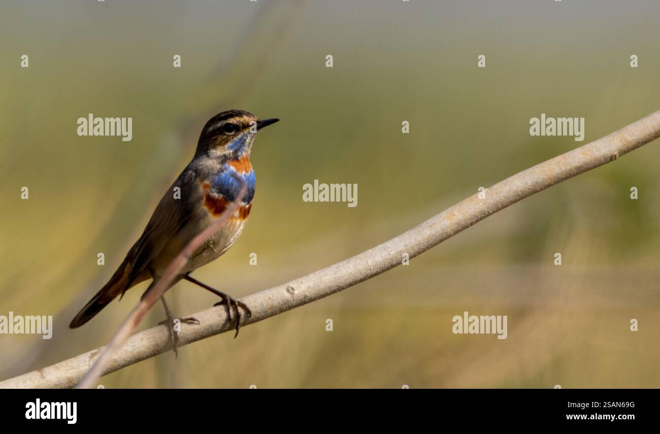 Discover the enchanting Blue-throat thriving in its natural habitat ...