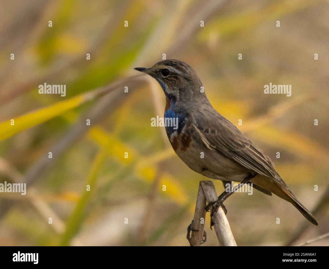 Discover the enchanting Blue throat thriving in its natural habitat ...