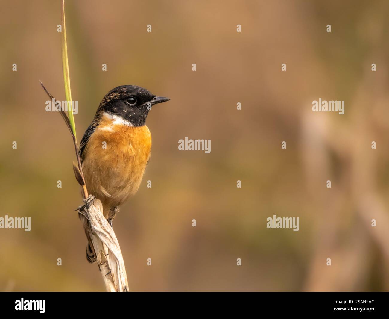 The stonechat is named for its call, which sounds just like two small ...