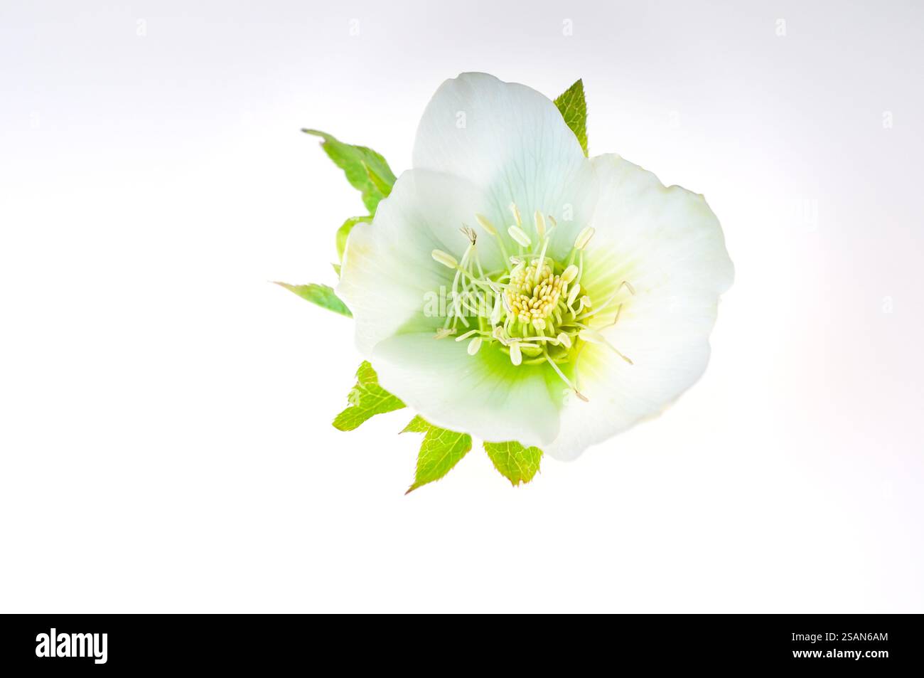A single, delicate, pale-white hellebore flower, with vibrant green ...