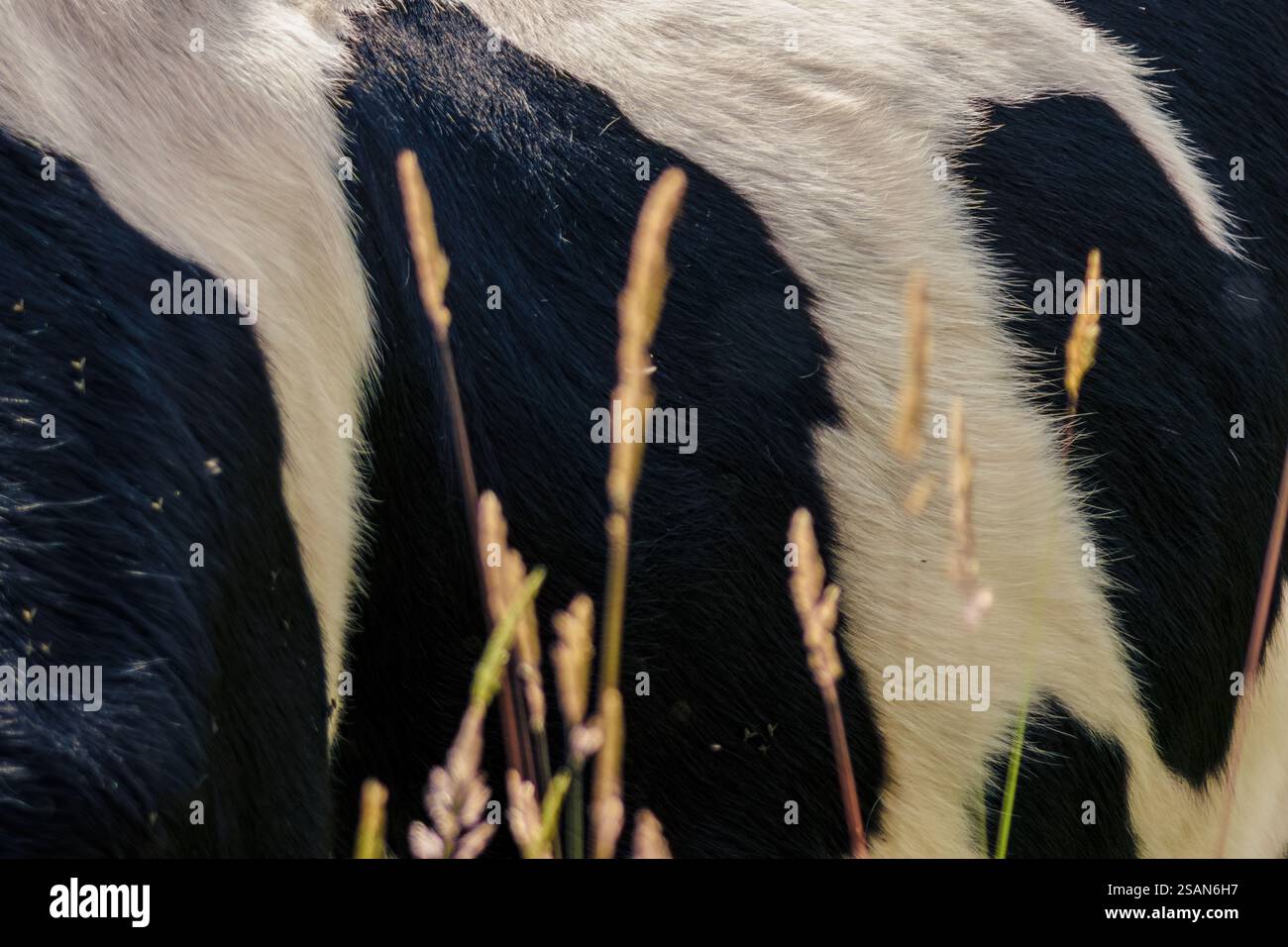 Close-up photography of the white and black fur of a bull, in a farm in ...