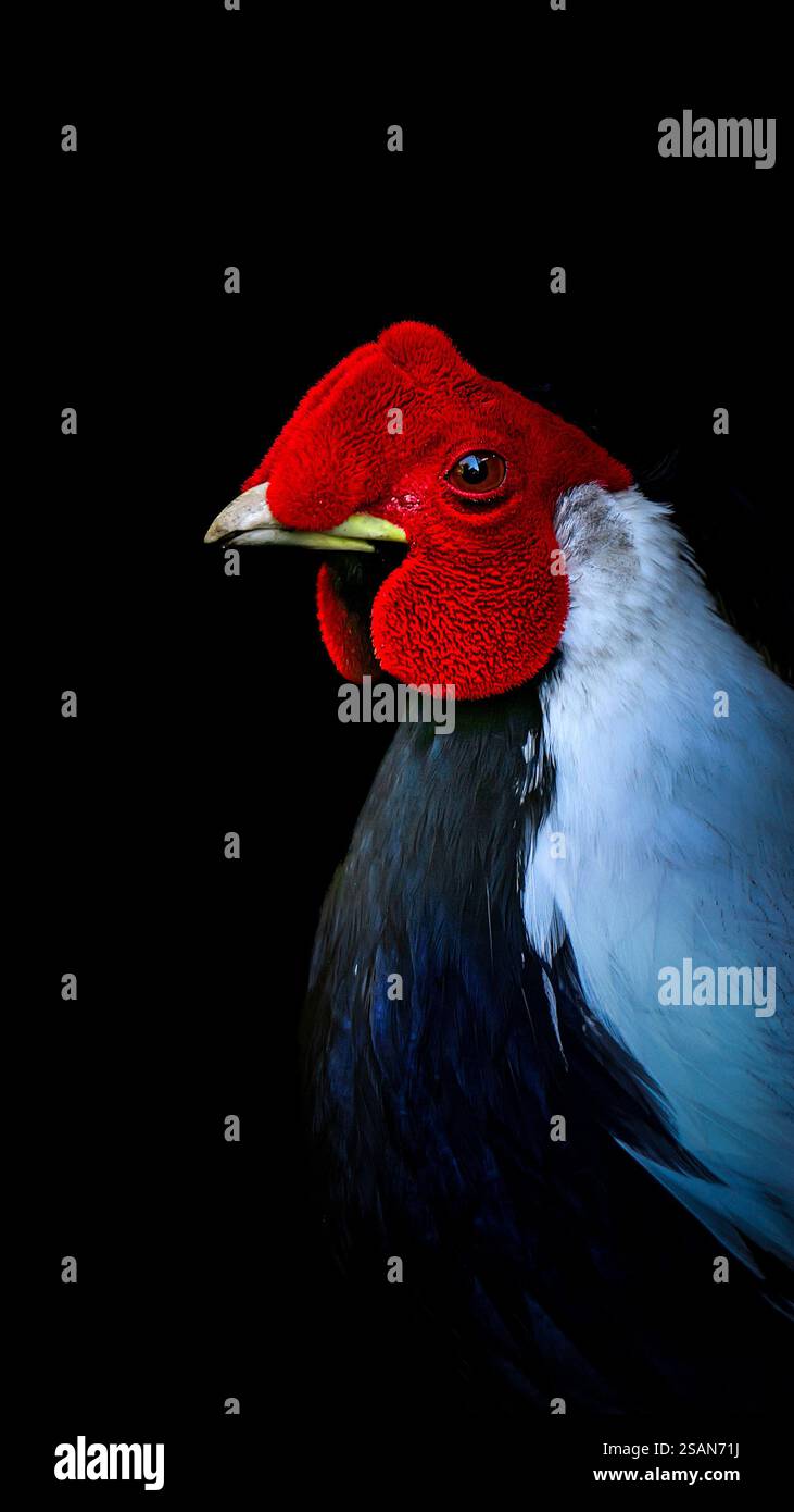 Majestic silver pheasant stands in glory, a breathtaking sight in ...