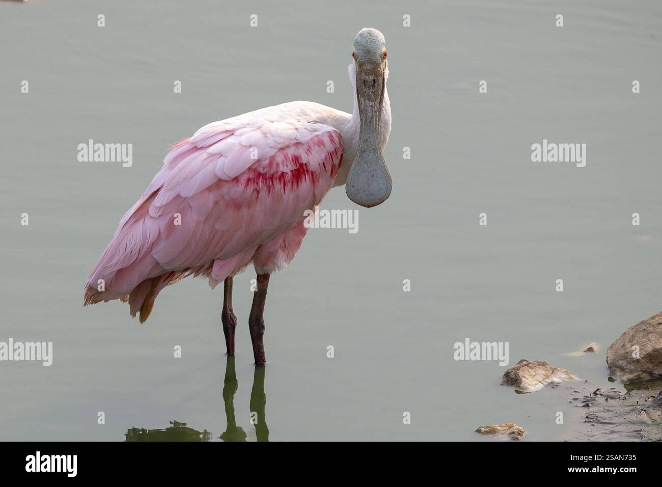 Roseate spoonbill (Ajaia ajaja), backlight, reflection, eye contact ...