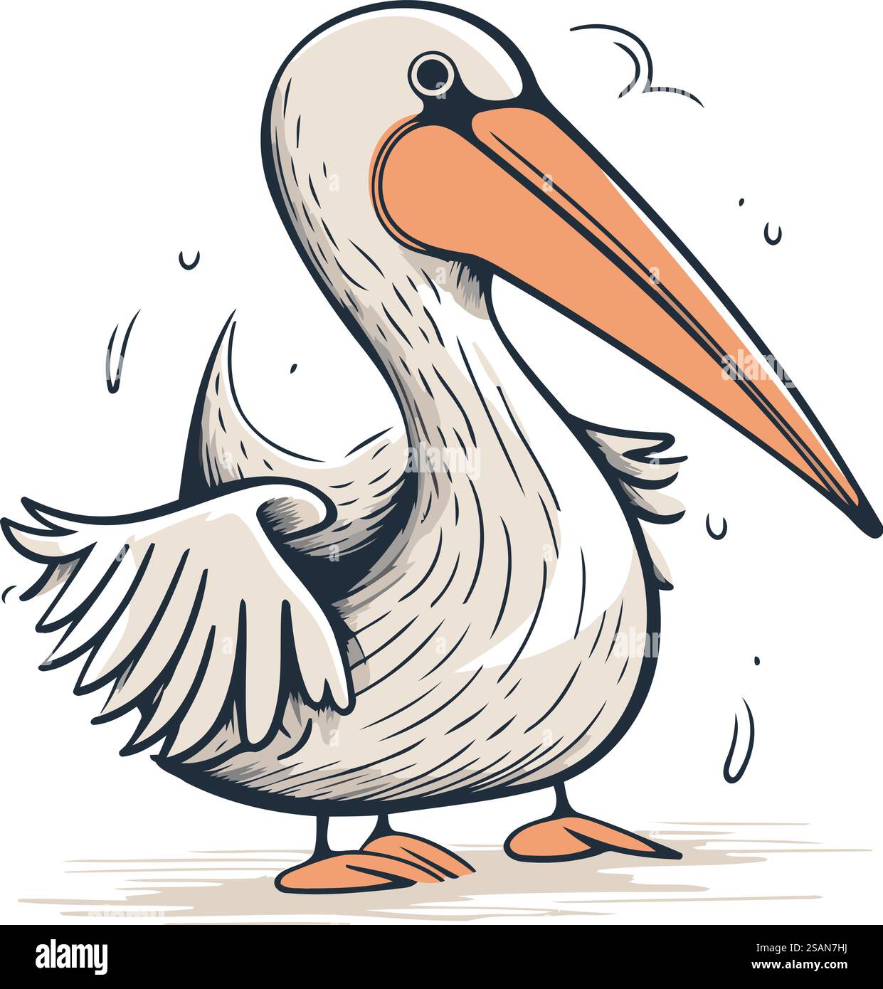 Cartoon pelican isolated on white background. Hand drawn vector ...