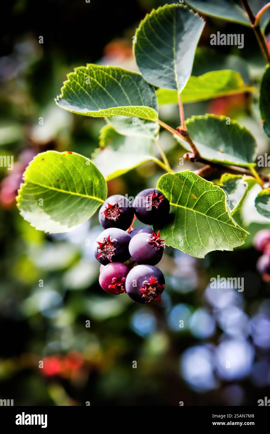 A cluster of blueberries on a leaf. The berries are small and round ...