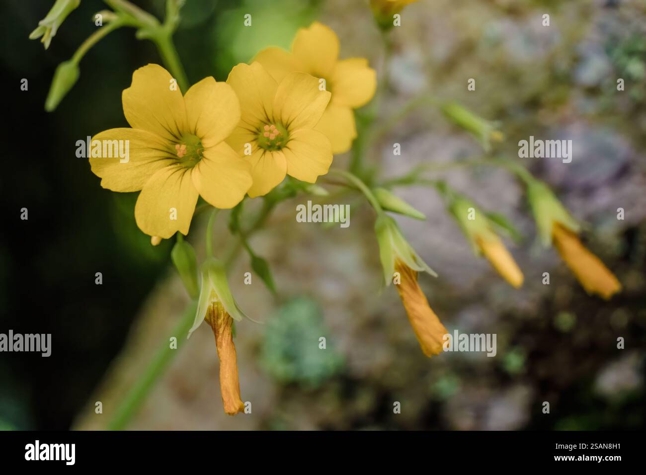 Macro photography of three common yellow wood-sorrel flowers and buds ...