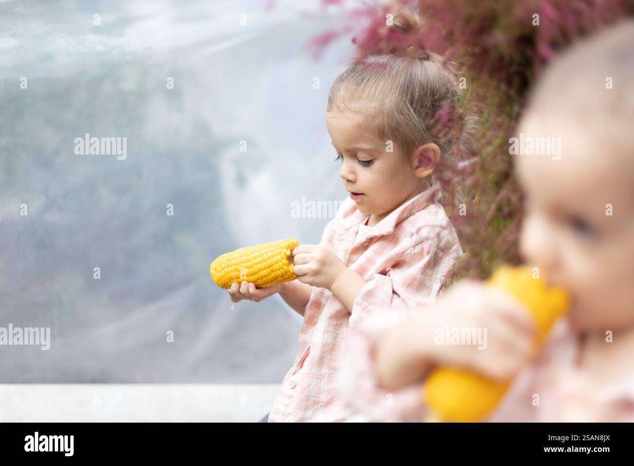Two beauty girls, twins sisters eating corn on a farm Stock Photo - Alamy