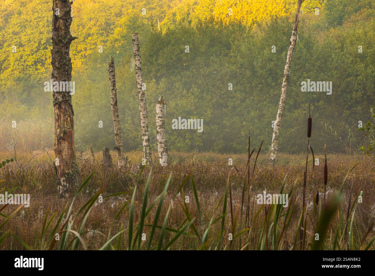 Dried birch tree trunks in the floodplains of the Maria Spring ...