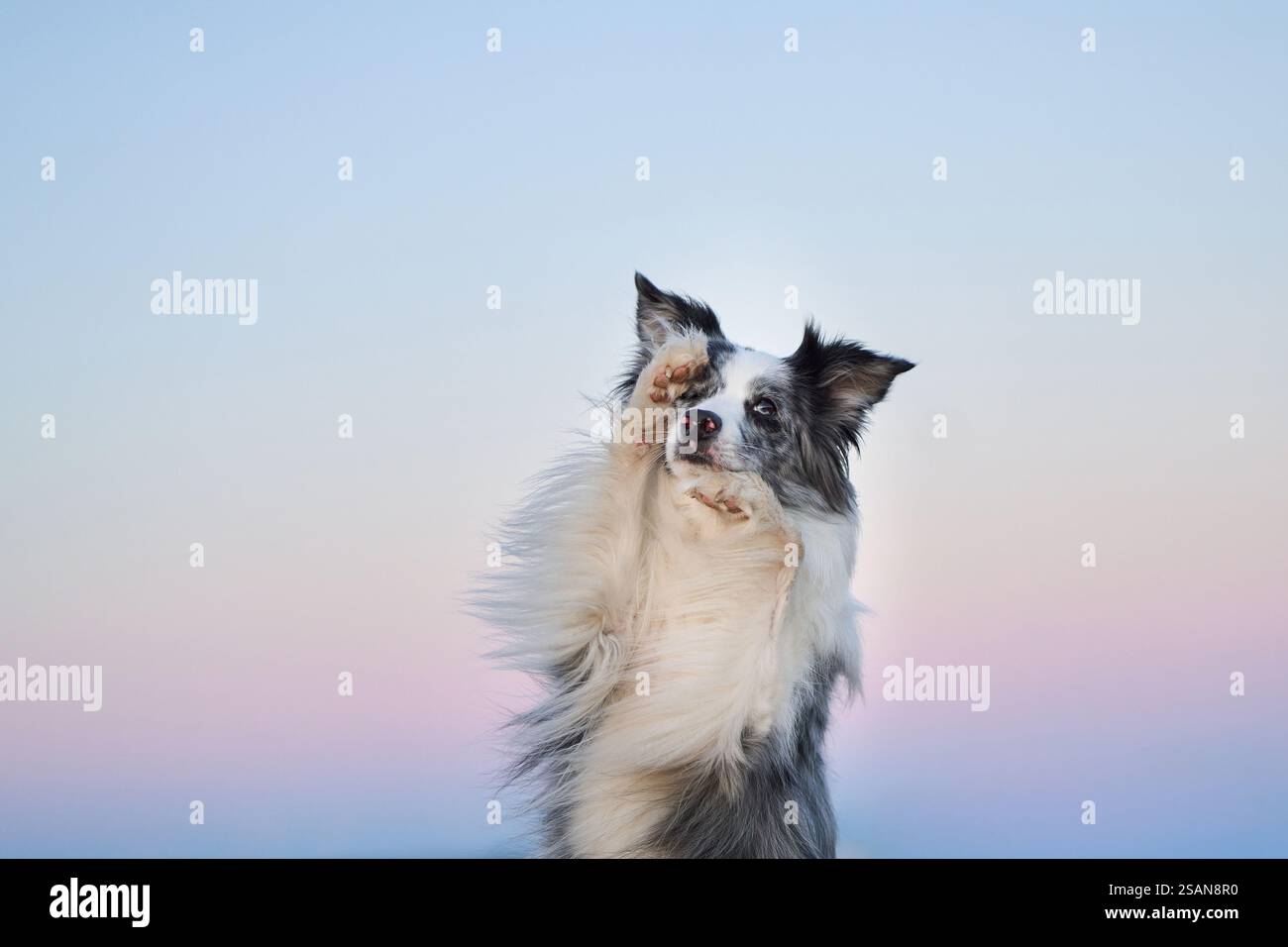 A Border Collie stands on its hind legs at the beach during dusk with a ...
