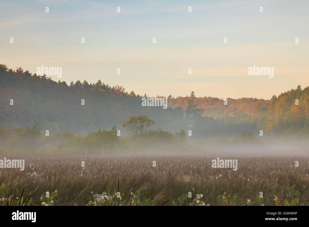 Dried birch tree trunks in the floodplains of the Maria Spring ...