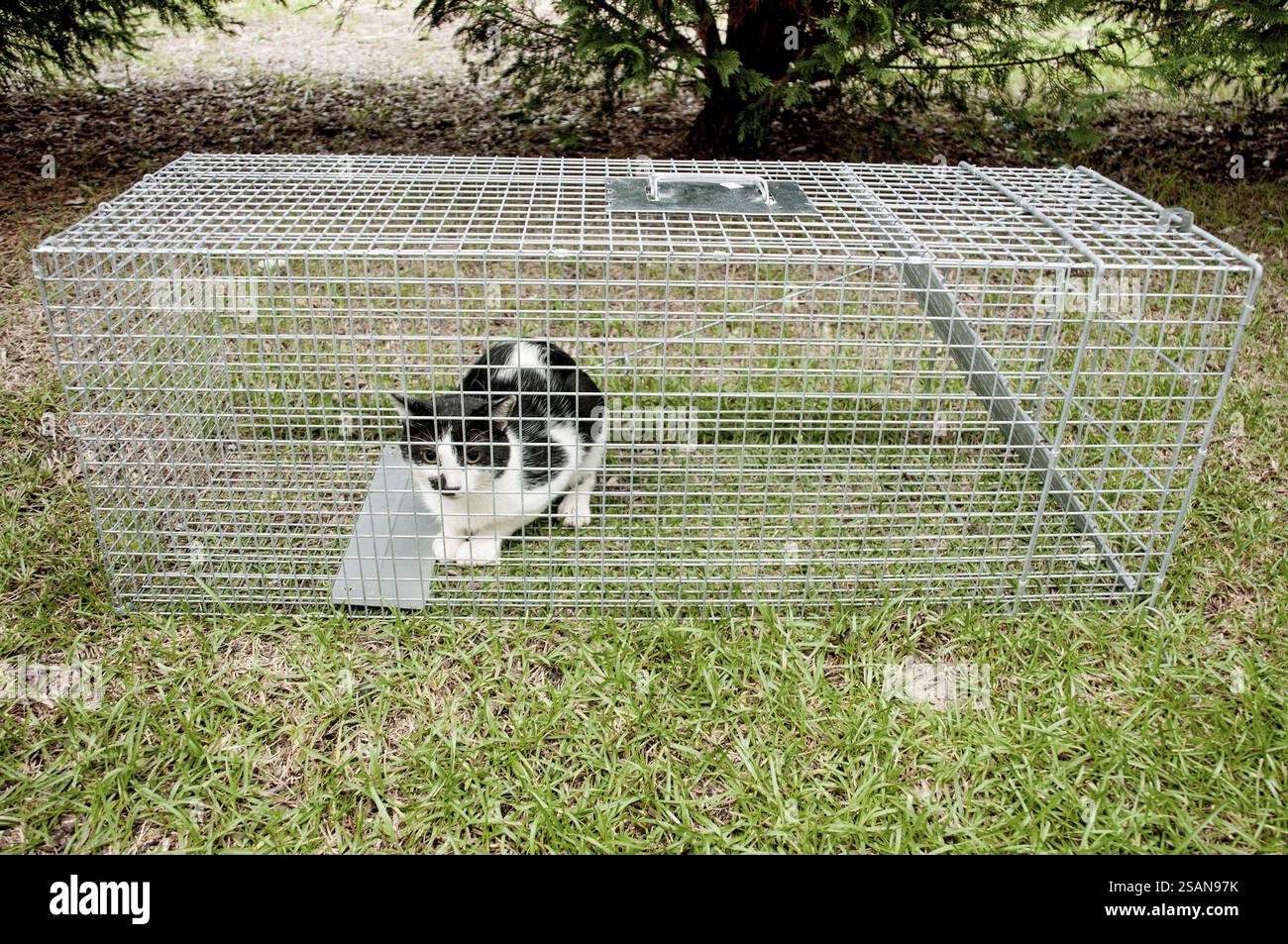 Cat trapped in a humane non lethal animal trap Stock Photo - Alamy