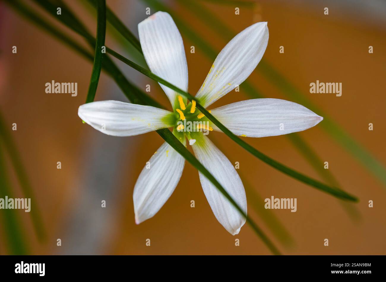 Zephyranthes candida (Fairy Lily) is a bulb with evergreen, rush-like ...
