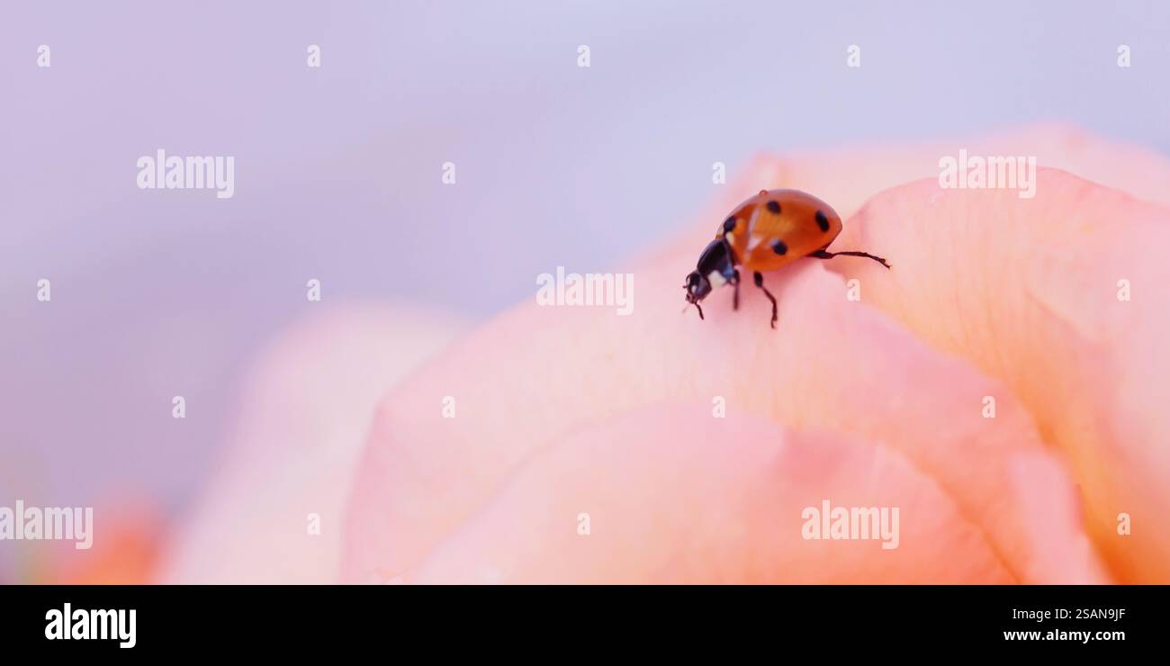 Ladybug on petal rose hi-res stock photography and images - Alamy
