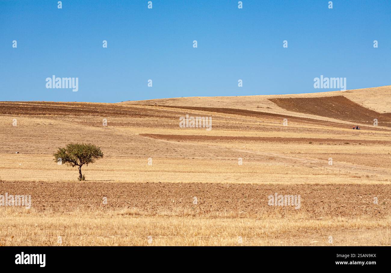Tree, Tractor and Sky: A tree is the only green thing in a sea of brown ...