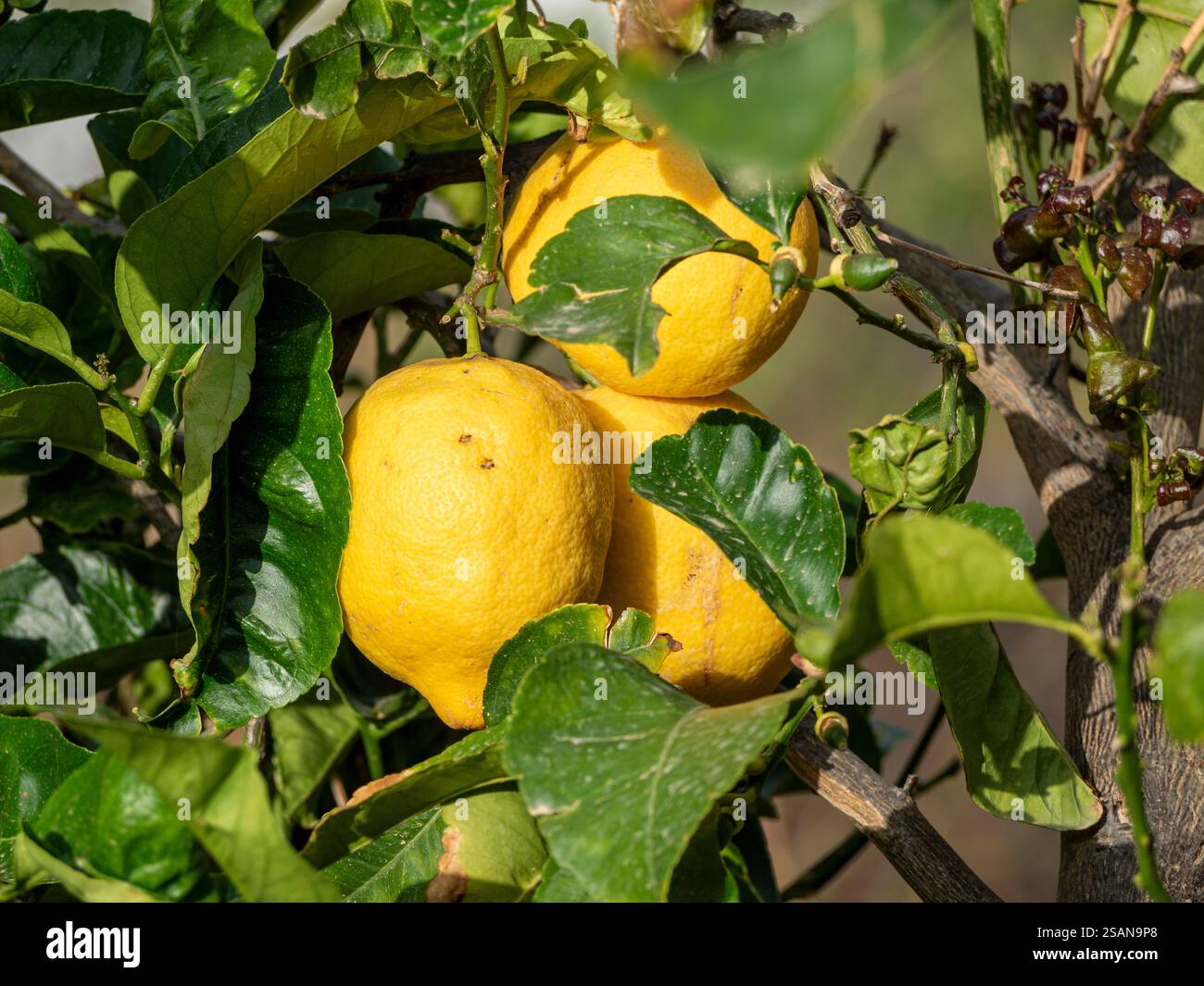 Ripe Lemon Cluster: A cluster of three bright yellow lemons growing ...