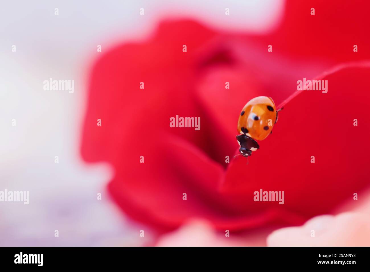 Ladybug on Romantic Rose Stock Photo - Alamy