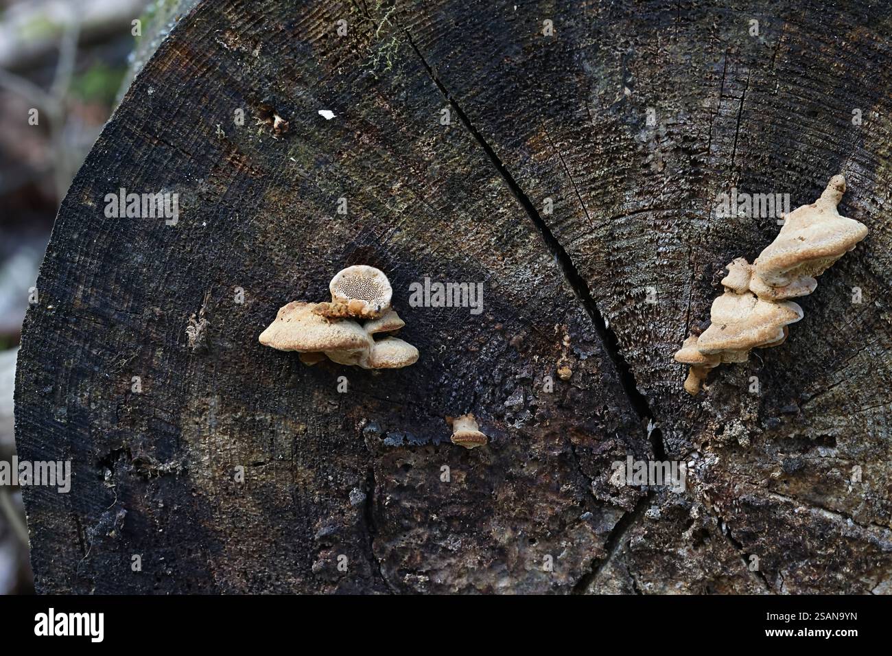 Antrodia serialis, known as serried crust, wild polypore from Finland ...
