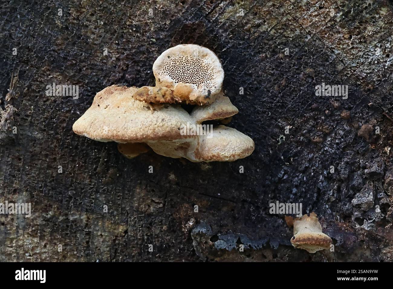 Antrodia serialis, known as serried crust, wild polypore from Finland ...