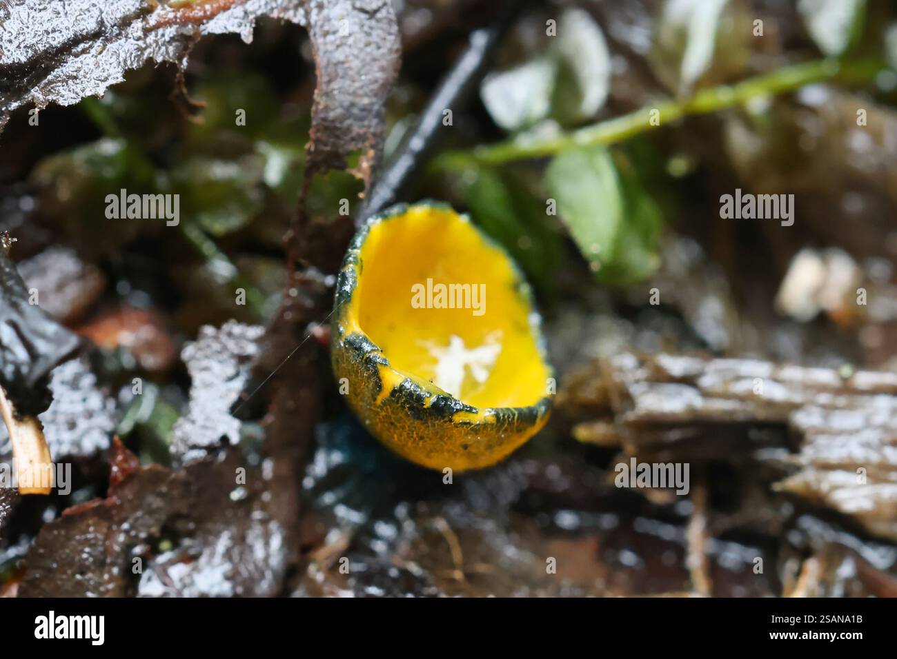 Golden peziza hi-res stock photography and images - Alamy