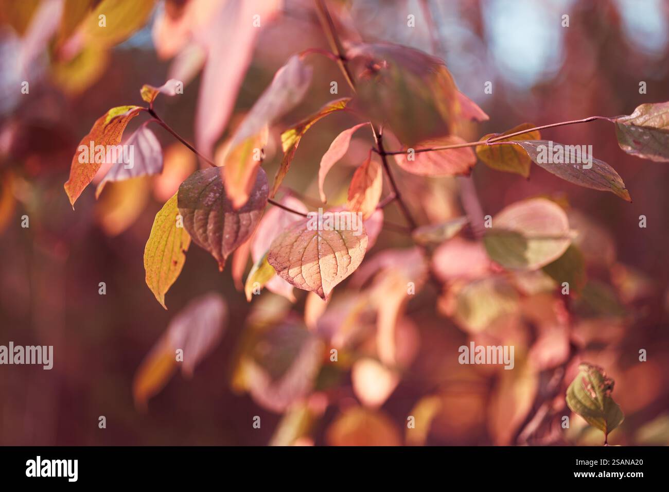 Autumn, a season of breathtaking transformation, fills the air with a ...