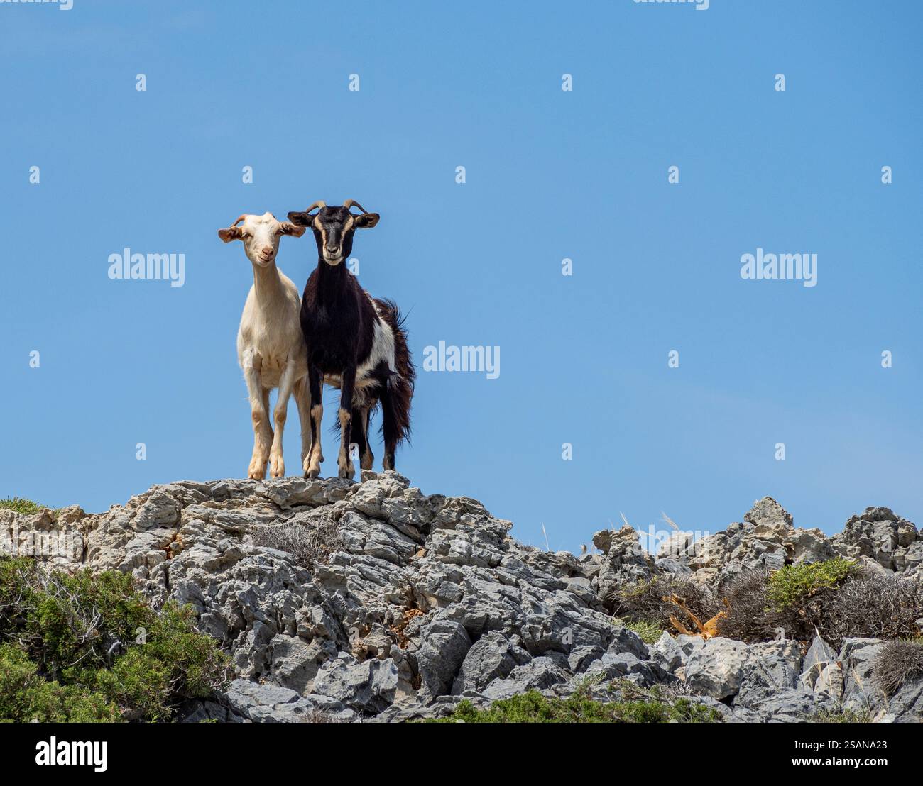 A pair of goats hi-res stock photography and images - Alamy