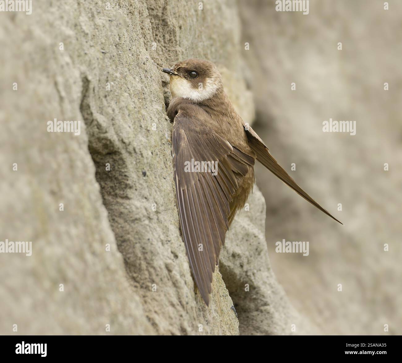 Sand martin (Riparia riparia) sitting on a steep sand wall in front of ...