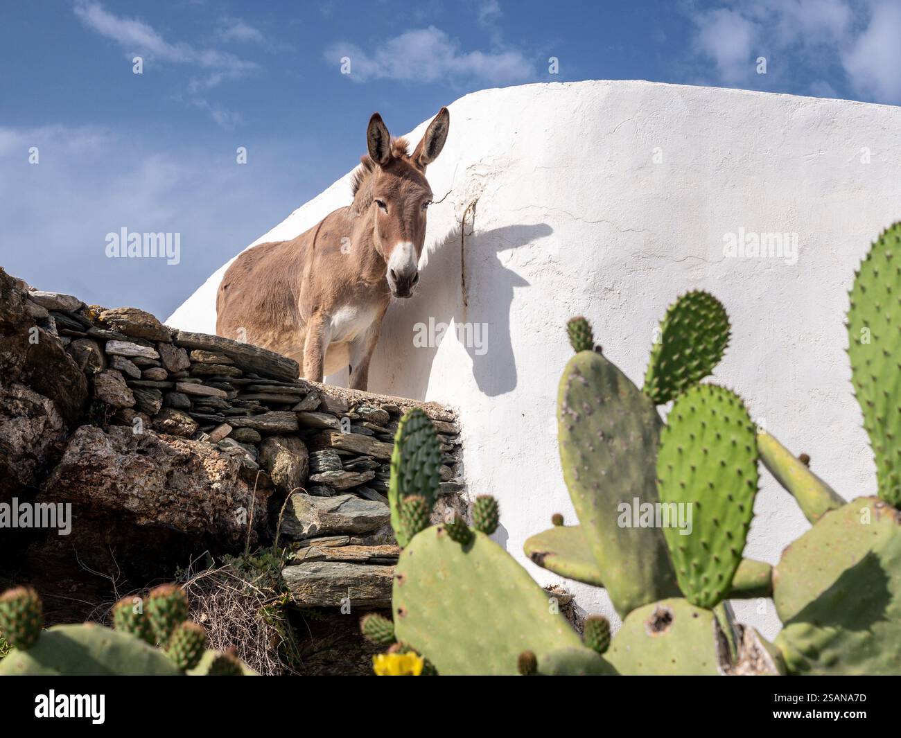 Donkey and Shadow against a Cycladic House: Perched high above a ...