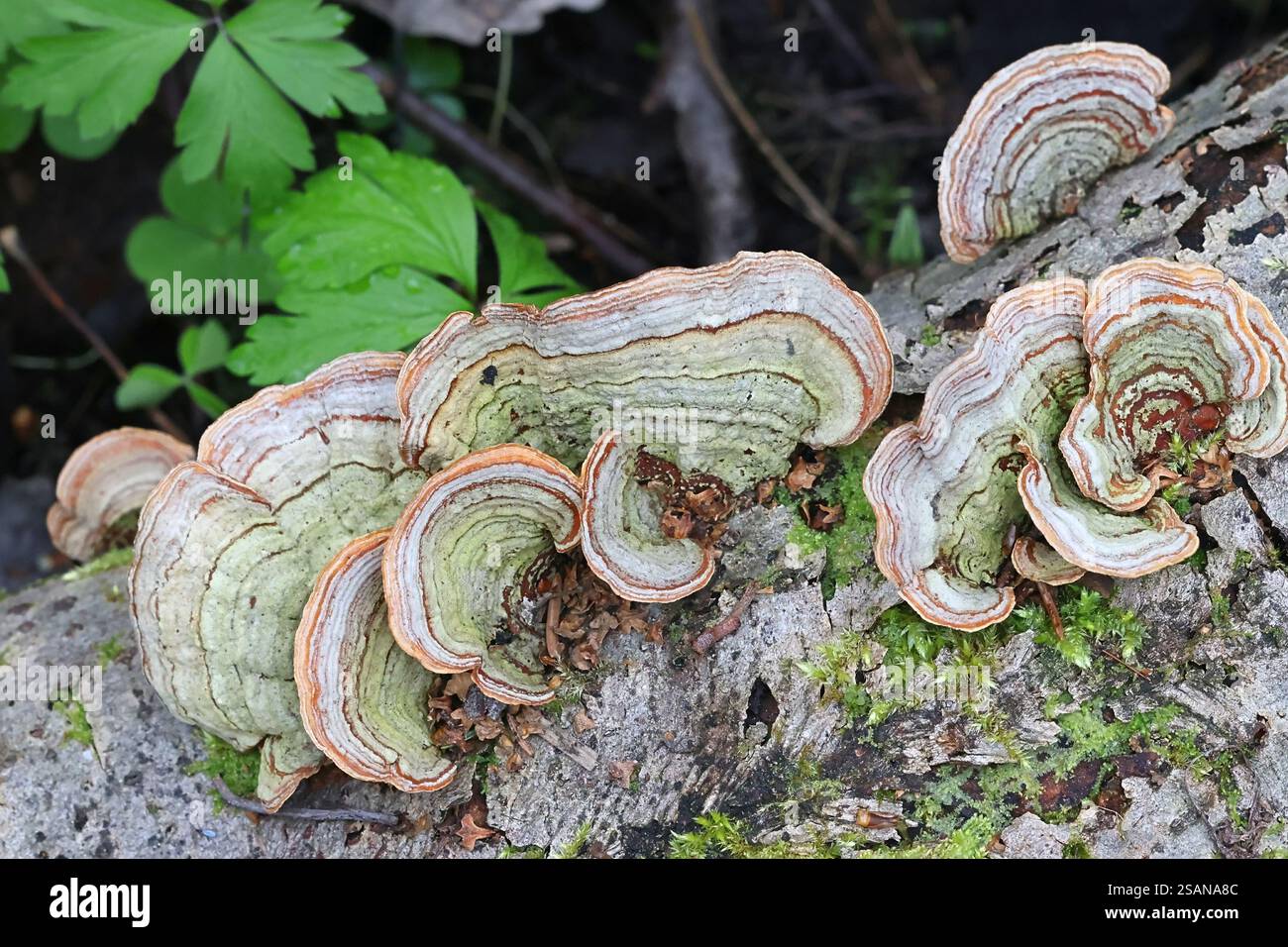 Stereum subtomentosum, commonly known as the yellow curtain crust, wild ...