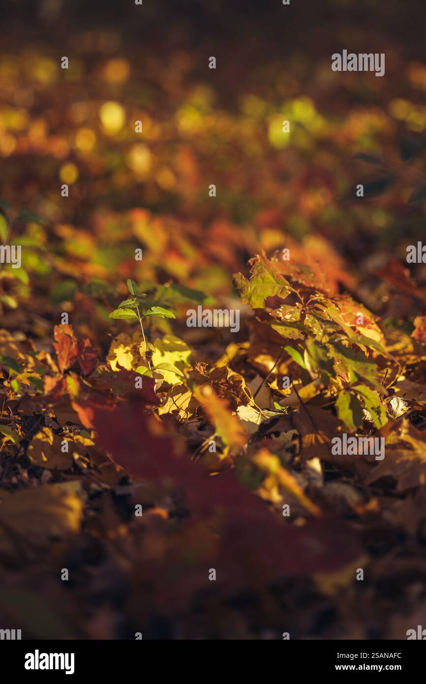Autumn, a season of breathtaking transformation, fills the air with a ...