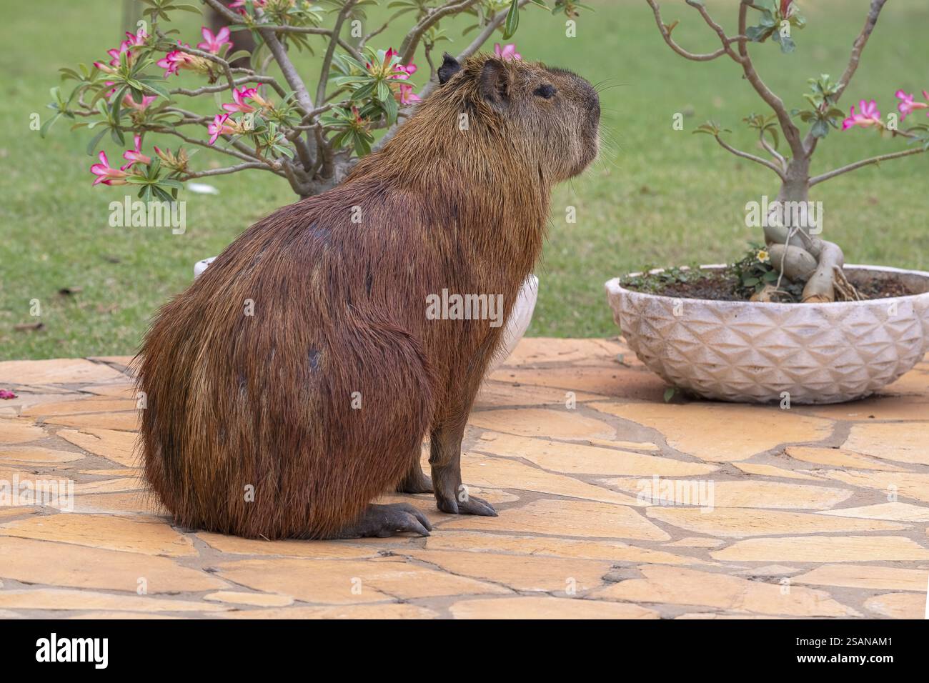 Capybara or capybara (Hydrochoerus hydrochaeris), in the garden ...