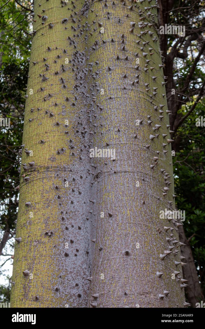 Trunk of a very high tree Chorisia Speciosa, with many spikes on it ...
