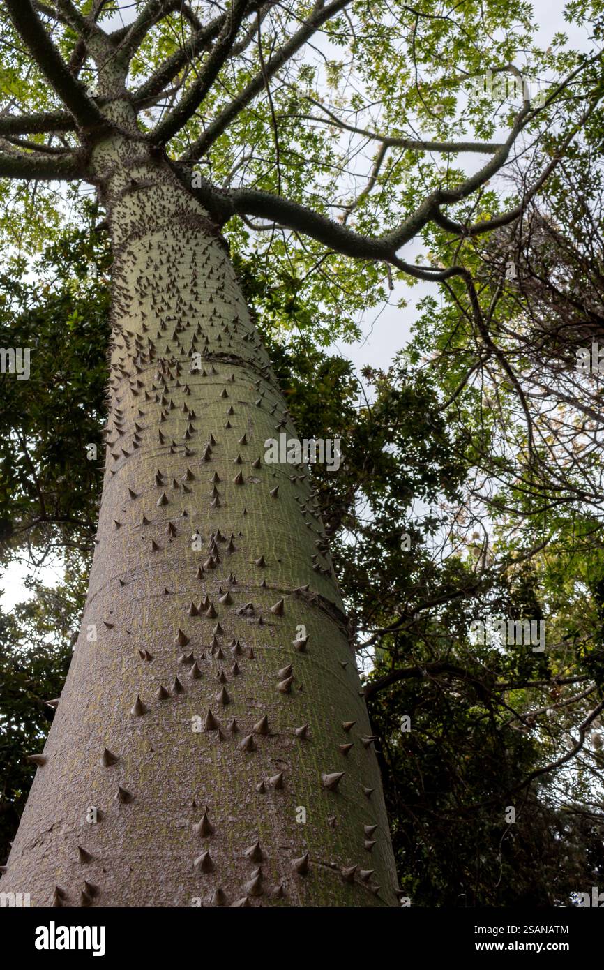 Trunk of a very high tree Chorisia Speciosa, with many spikes on it ...