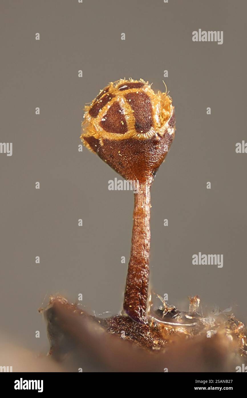 Trichia munda, slime mold from Finland, microscope image of sporocarp ...