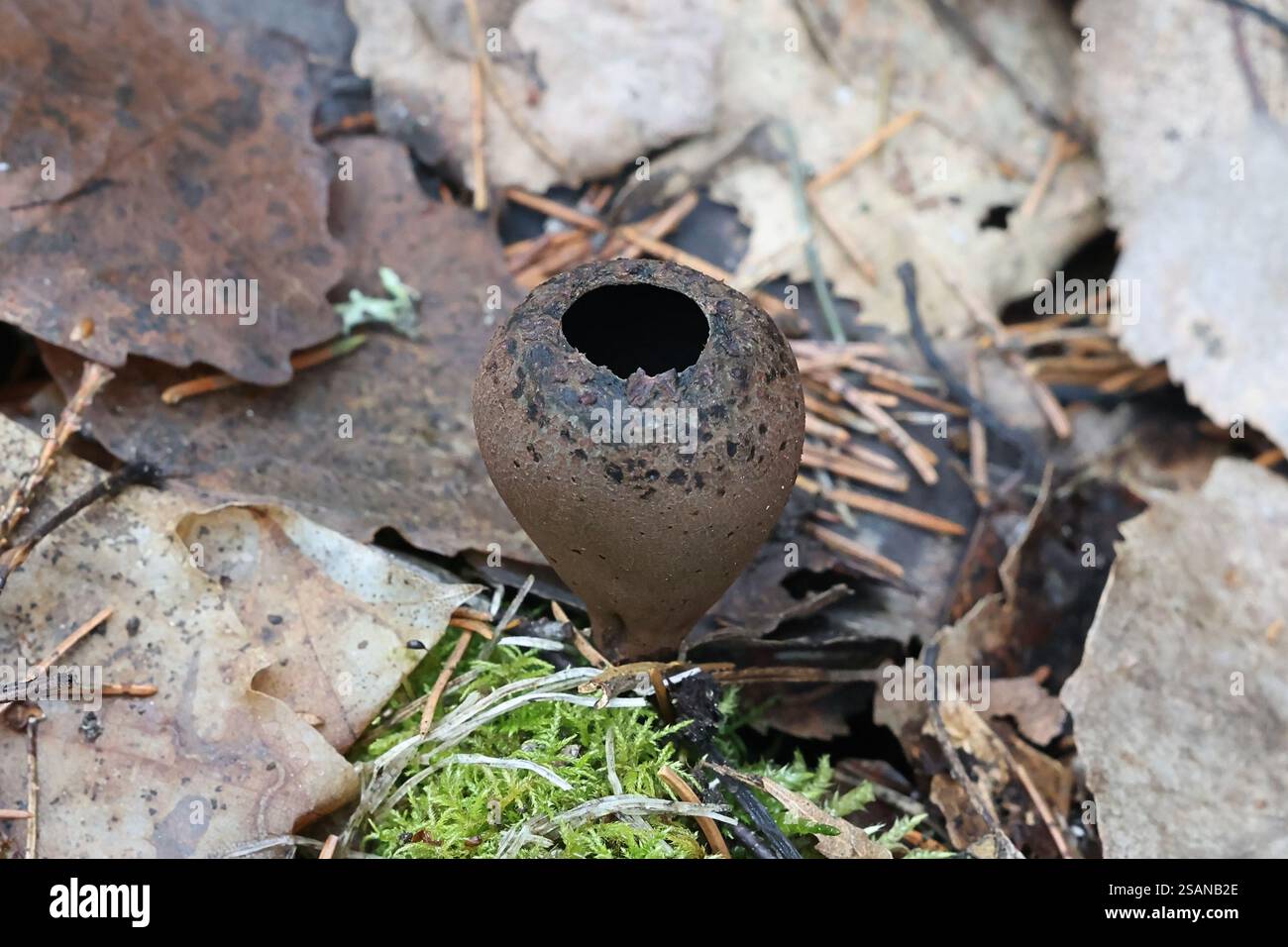 Urnula craterium, commonly known as the devil's urn or the gray urn ...