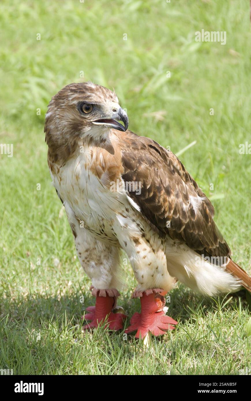 Hawk looking hi-res stock photography and images - Alamy