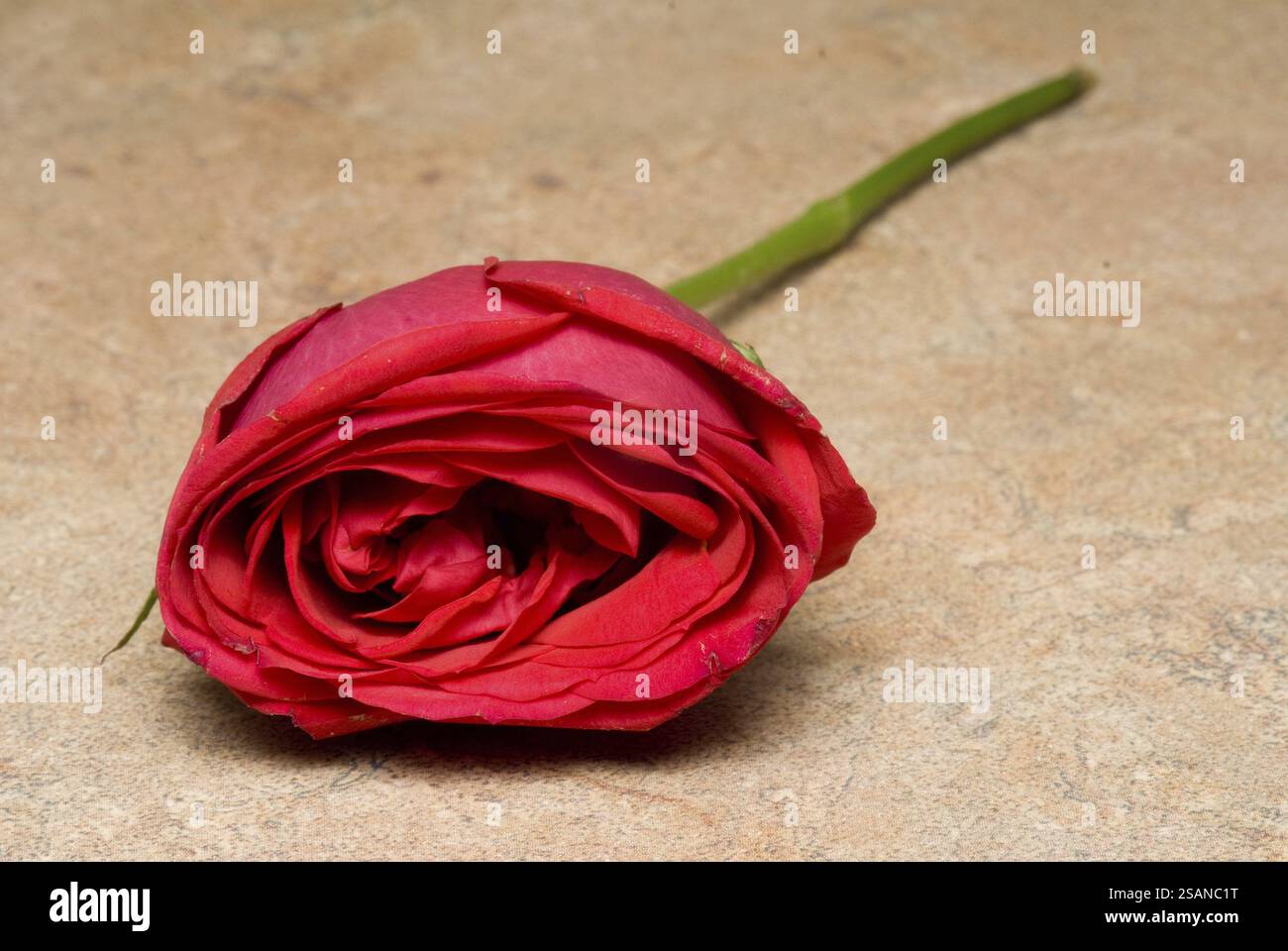 A single red rose for Valentine's day Stock Photo - Alamy