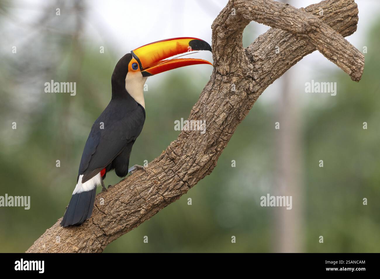 Giant toucan (Ramphastos toco), Pantanal, inland, wetland, UNESCO ...