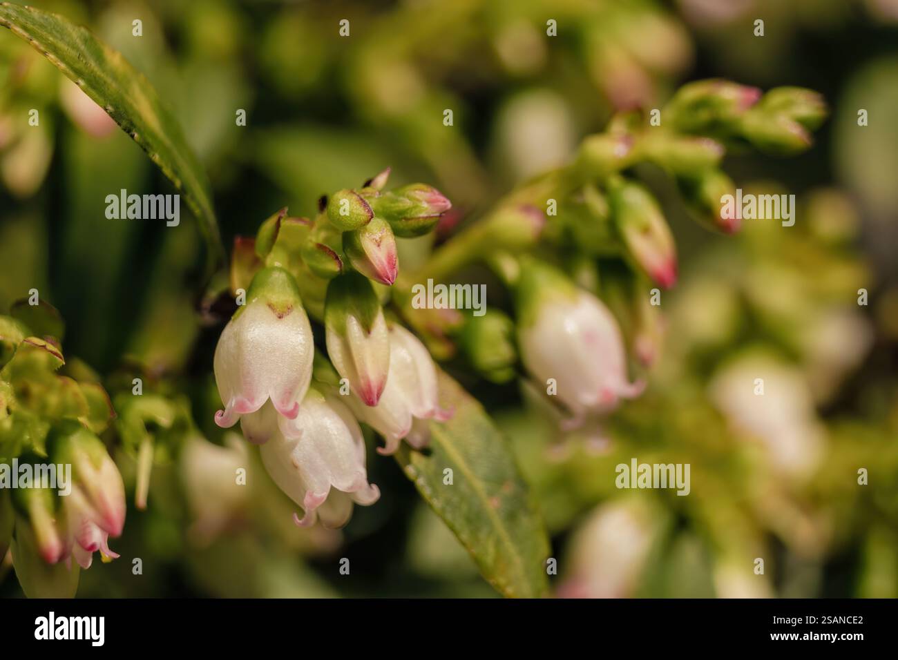 Close-up photography of neotropical blueberry flowers, captured in a ...