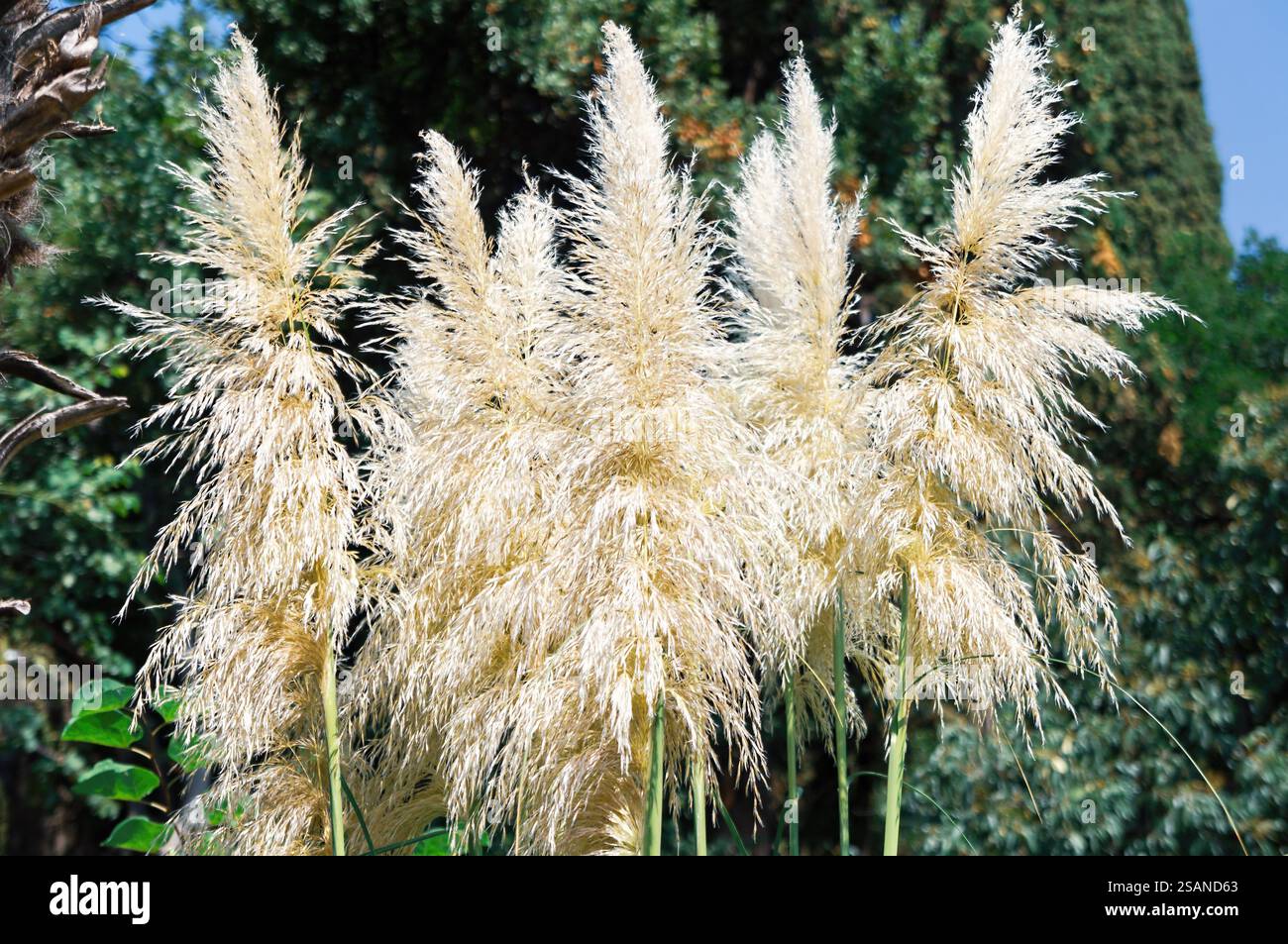 Lush Pampas Grass Plants Adding Texture to Urban Green Space Stock ...
