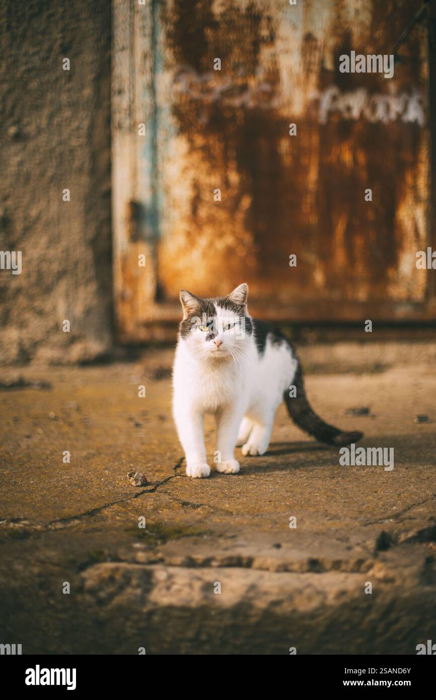 Adorable ginger fluffy stray cat hi-res stock photography and images - Alamy