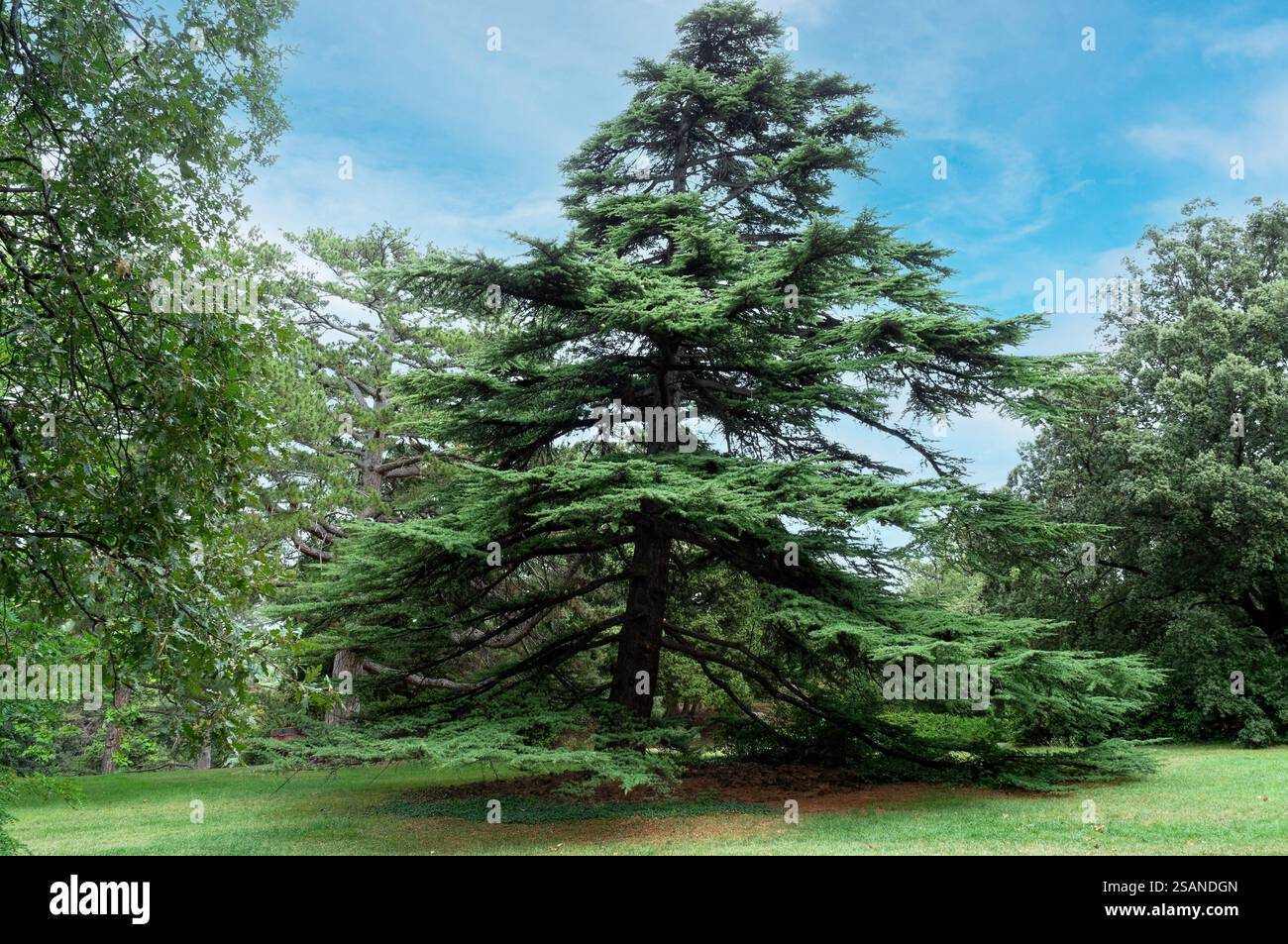 Iconic Cedar of Lebanon Surrounded by Cityscape and Greenery Stock ...