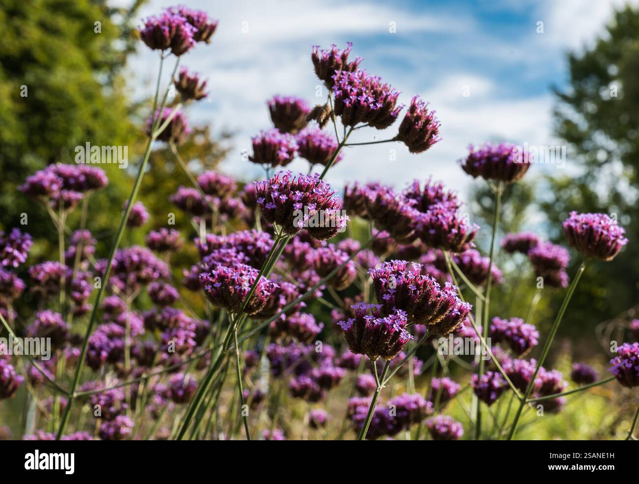 Botanic gardening plant nature hi-res stock photography and images - Alamy