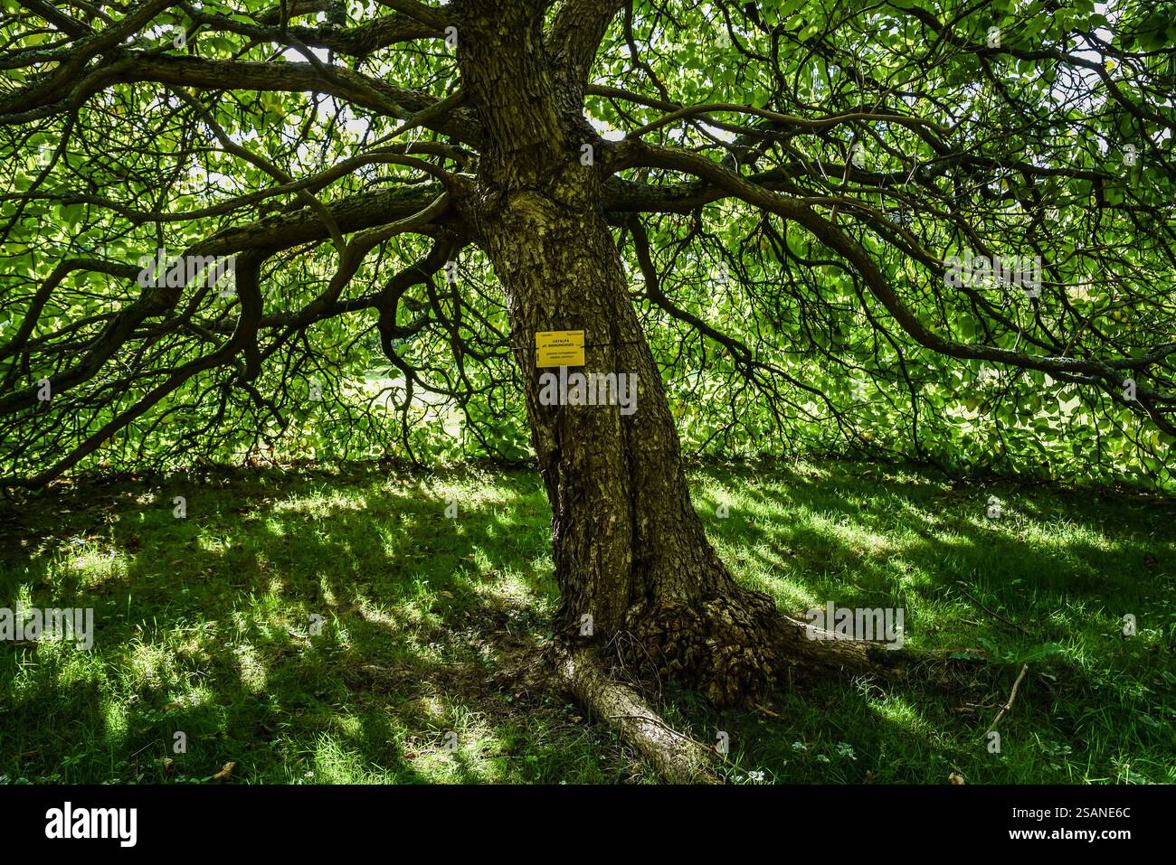 Large catalpa tree standing in the national botanic garden of Meise ...