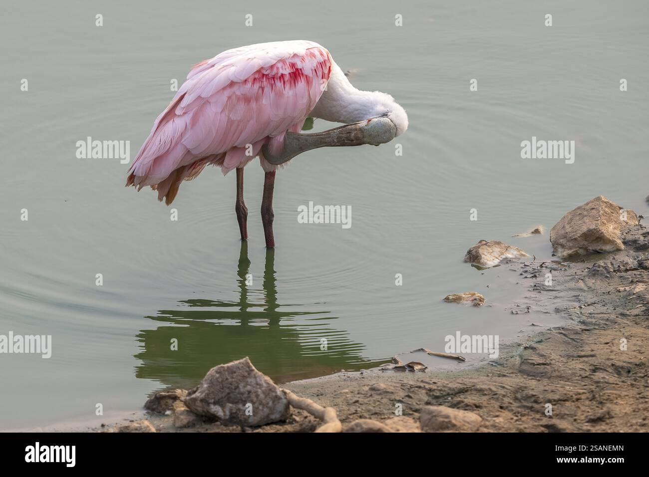 Roseate spoonbill (Ajaia ajaja), backlight, reflection, preening its ...