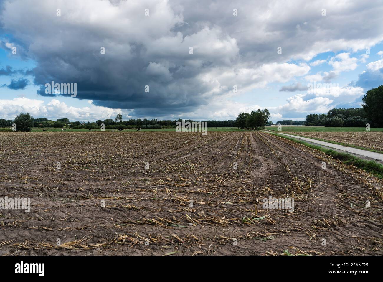 Harvested golden wheat fields at the Flemish countryside in Sint Amands ...