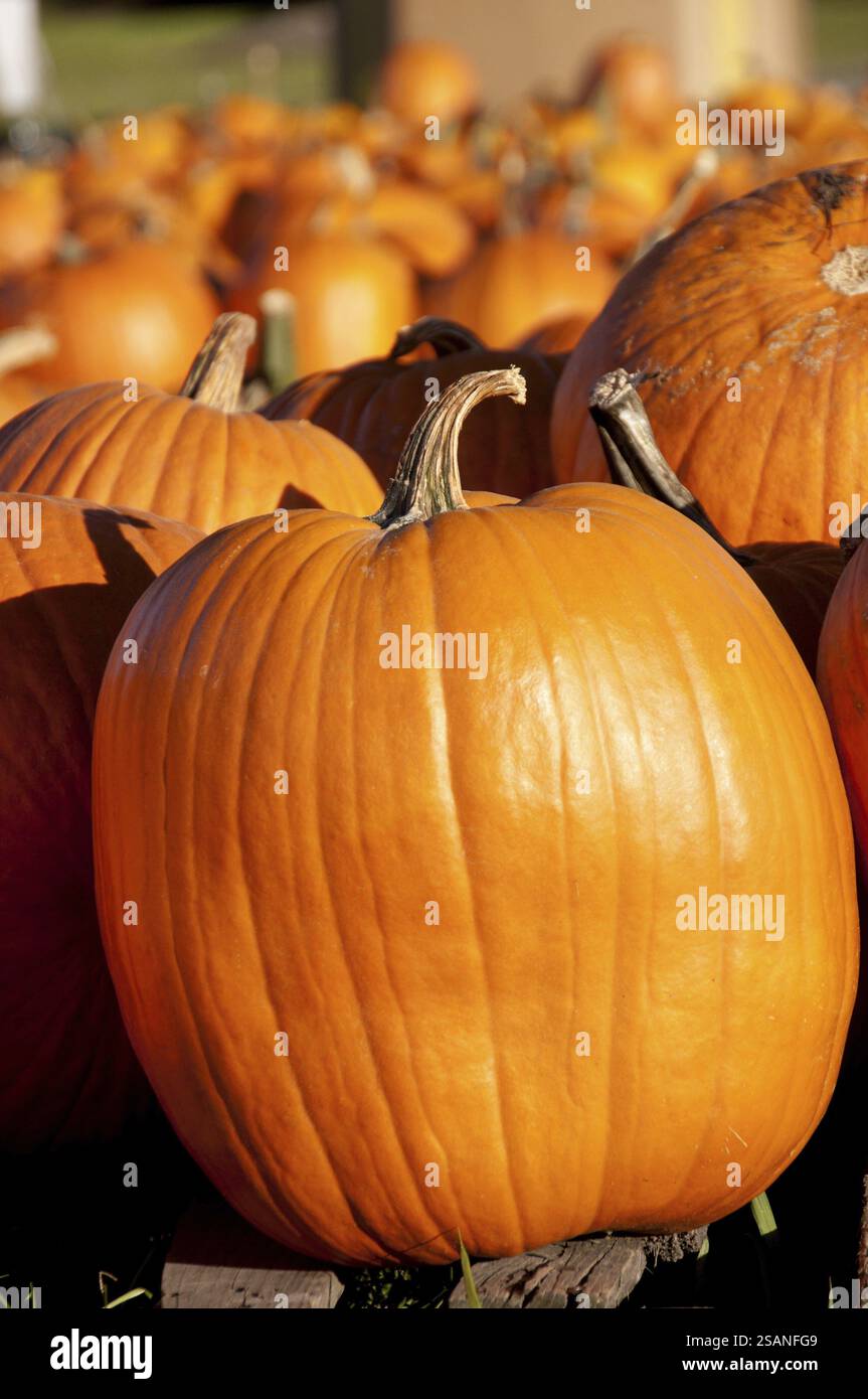 Plump juicy hi-res stock photography and images - Alamy