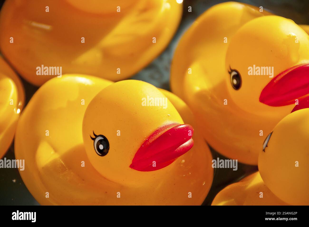 A rubber duck floating in a swimming pool Stock Photo - Alamy